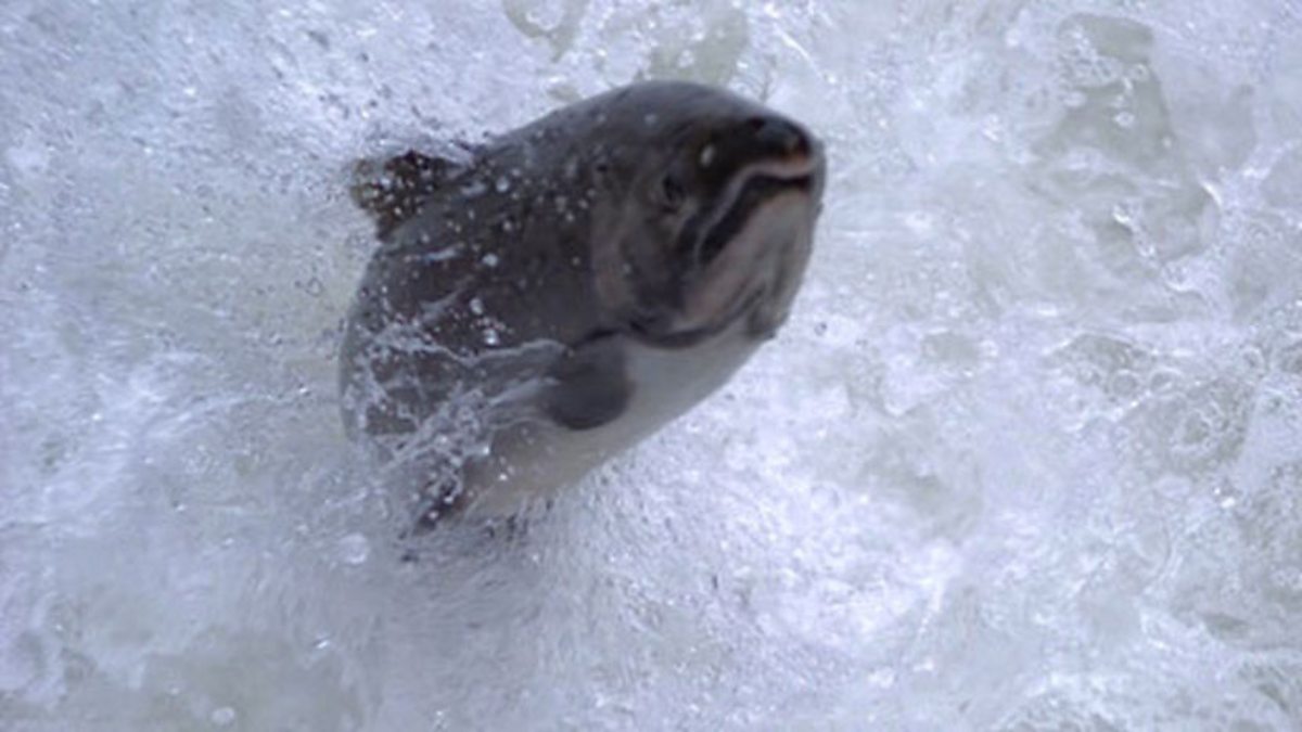 BBC One - Nature's Great Events, The Great Salmon Run, Salmon vs ...