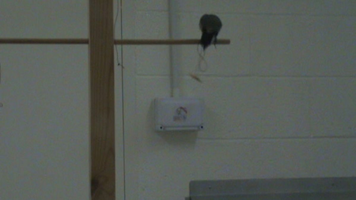 BBC - Springwatch: Your Movies, Great tit solving string pulling test ...