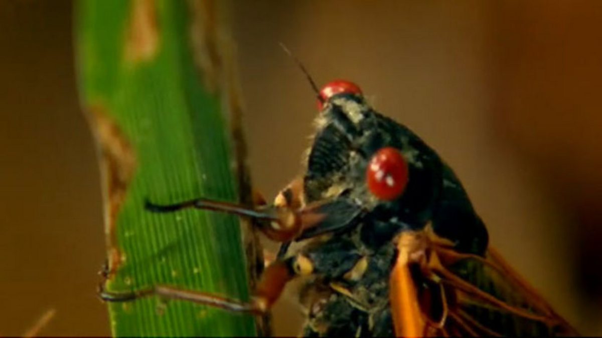 BBC Two - The Code, Numbers, The periodical cicada - safety in numbers