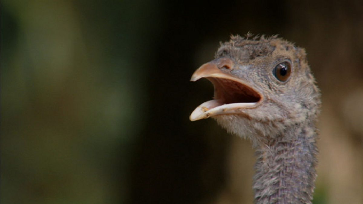 BBC Two - Natural World, 2011-2012, My Life as a Turkey, Talking Turkey
