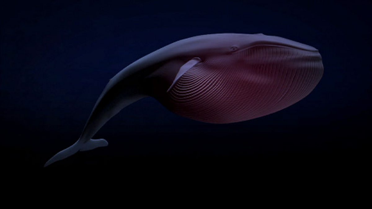 BBC One - Ocean Giants, Giant Lives, Blue whale feeding