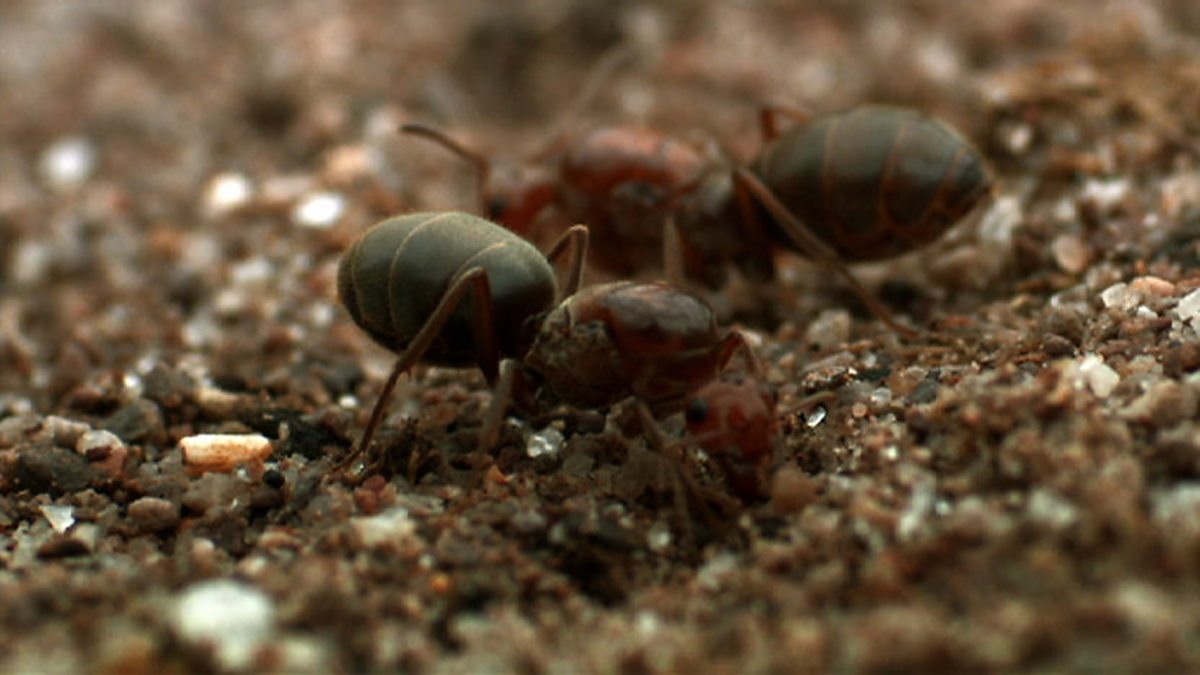 BBC Two - Natural World, 2011-2012, Empire of the Desert Ants, Honey ...