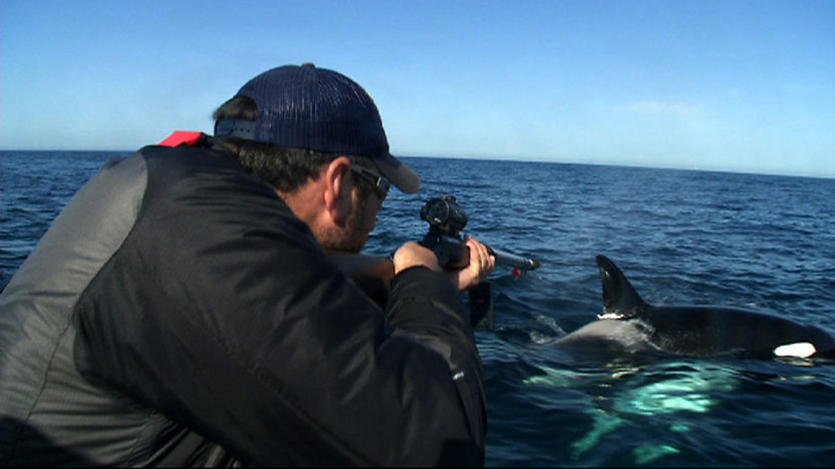 BBC One - Ocean Giants, Giant Lives, Tagging predators