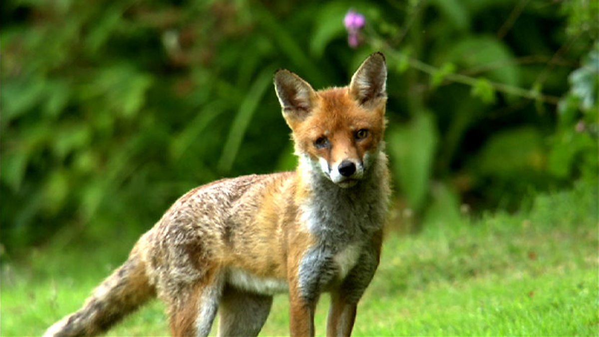 BBC Two - Natural World, 2011-2012, Heligan: Secrets of the Lost Garden ...