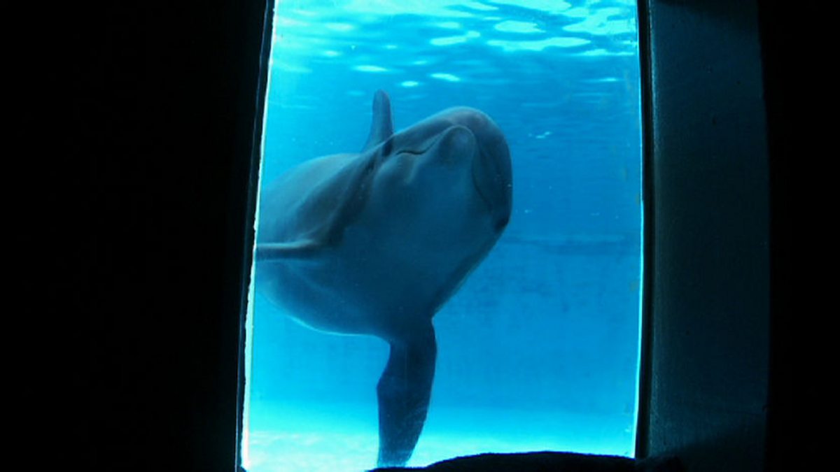 BBC One - Ocean Giants, Deep Thinkers, Through a glass darkly