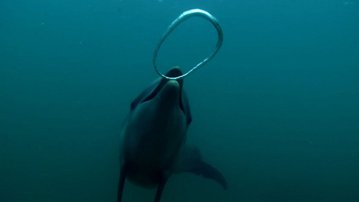 BBC One - Ocean Giants, Deep Thinkers, Bubble playtime