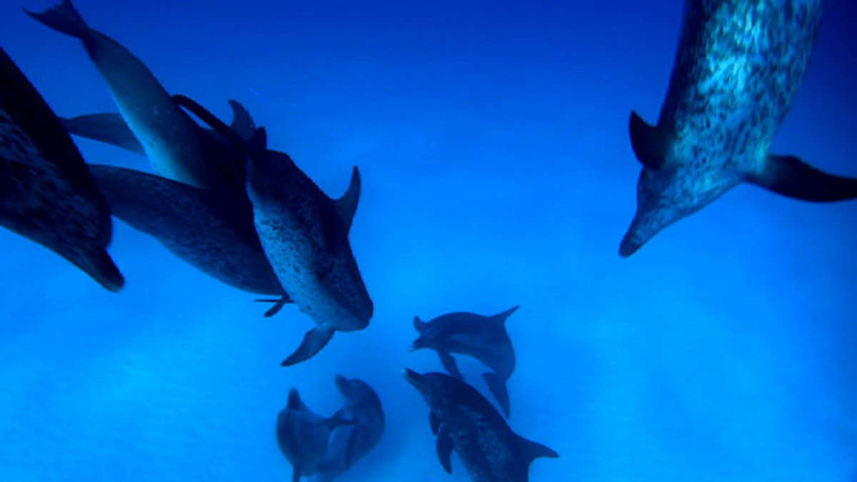 BBC One - Ocean Giants, Deep Thinkers, Communicate to intimidate