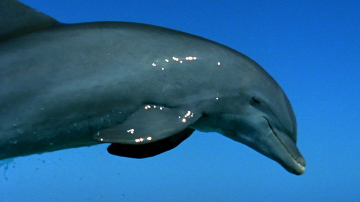BBC One - Ocean Giants, Deep Thinkers, Deep thinkers