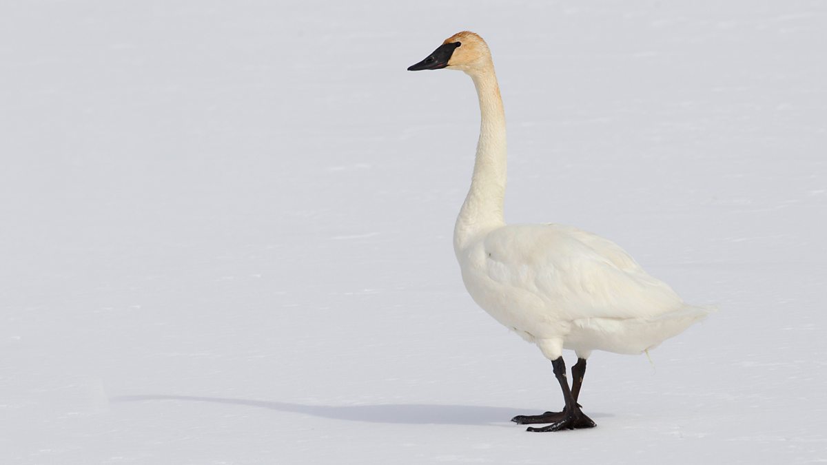 BBC Radio 4 - Tweet of the Day, Trumpeter Swan