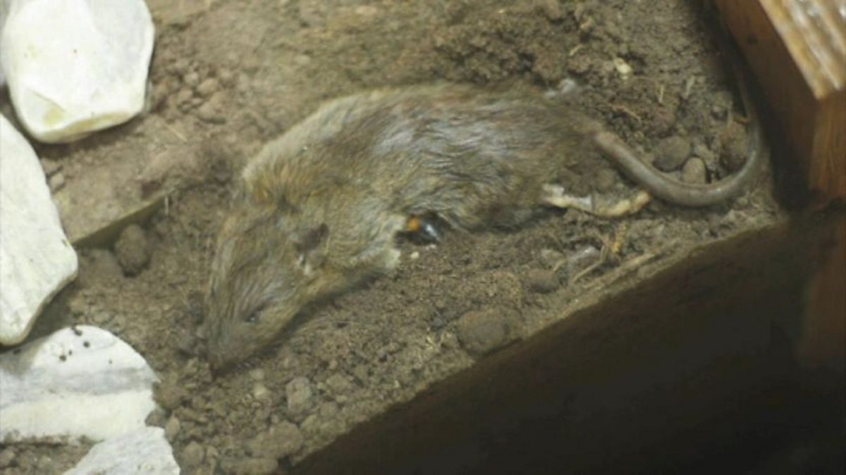 BBC Four - After Life: The Strange Science of Decay, Sexton Beetles ...