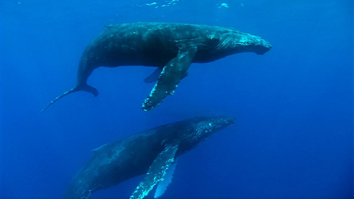 BBC One - Ocean Giants, Voices of the Sea, Humpback opera