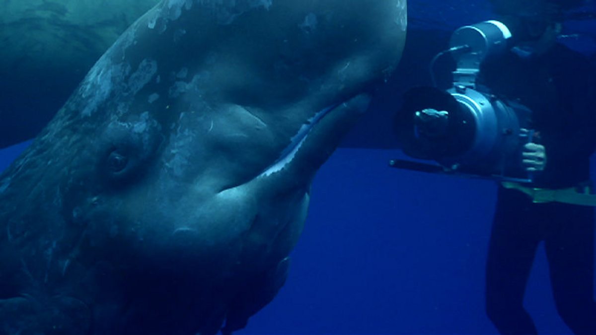 BBC One - Ocean Giants, Voices of the Sea, Sound strategy
