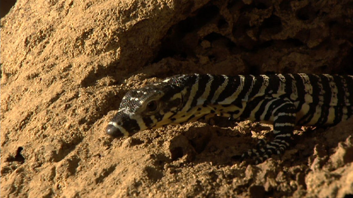 BBC Two - Natural World, 2011-2012, Animal House, Alien invasion