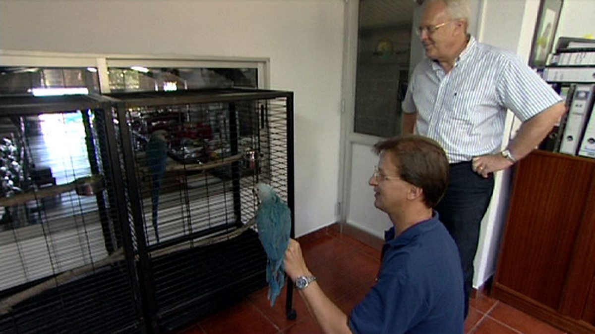 BBC One - Nature's Miracle Babies, Episode 4, Parrot politics