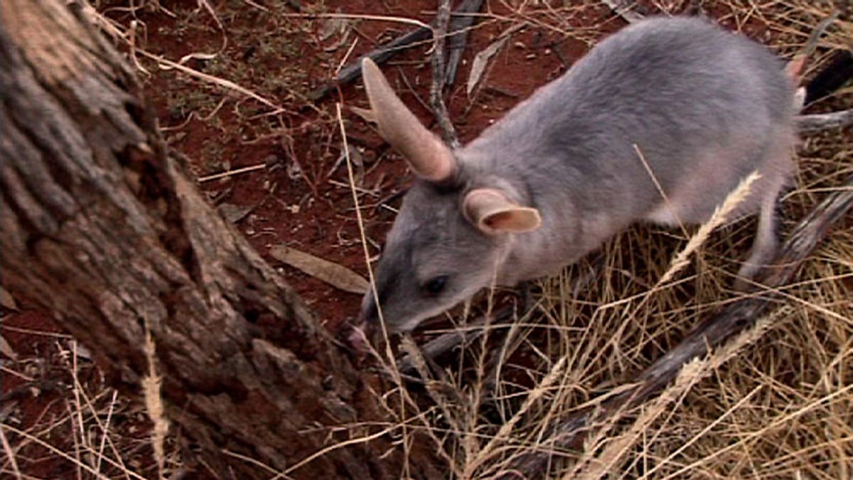 BBC One - Nature's Miracle Babies, Episode 4, Bilby heaven