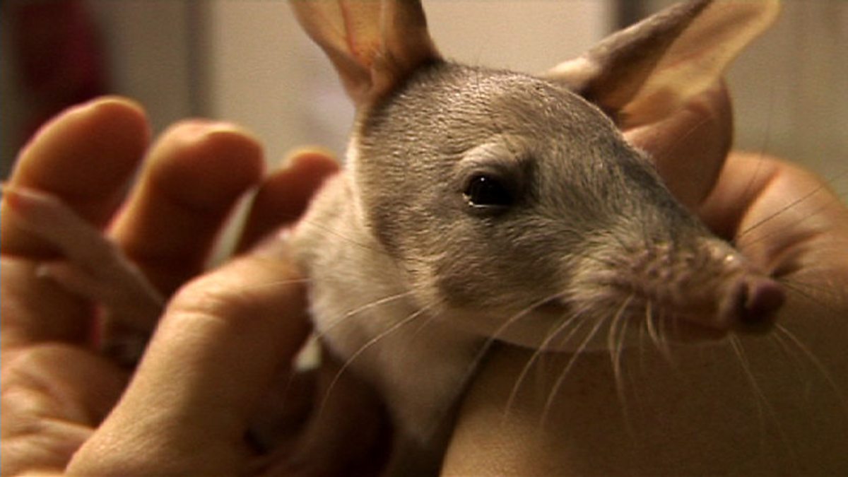 BBC One - Nature's Miracle Babies, Episode 4, Bilby babes