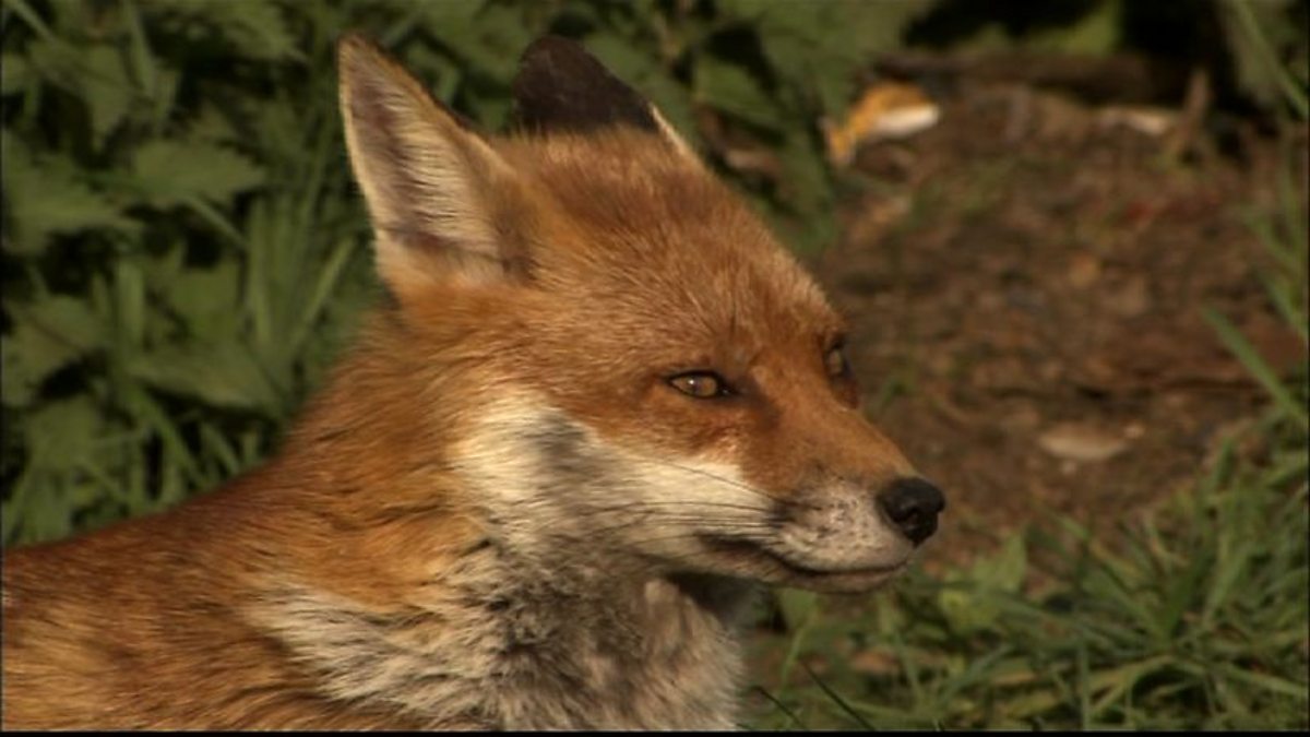 BBC Two - Springwatch, 2011, Episode 9, A scavenger’s home