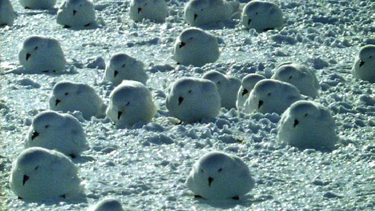 BBC Two - Life in the Freezer, The Ice Retreats, Southern exposure