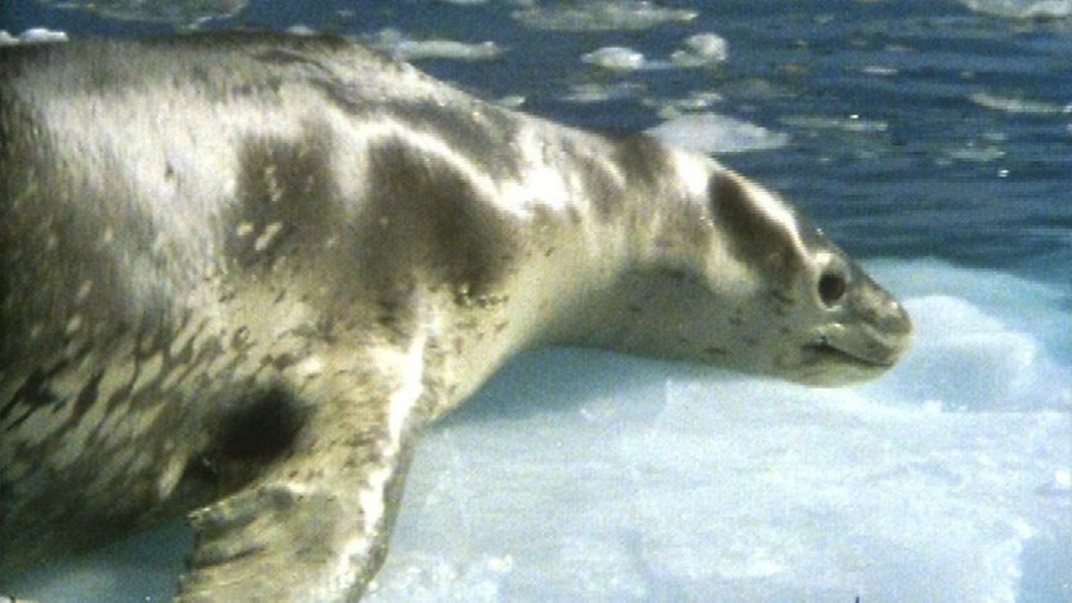 BBC Two - The Living Planet, The Open Ocean, Seal history