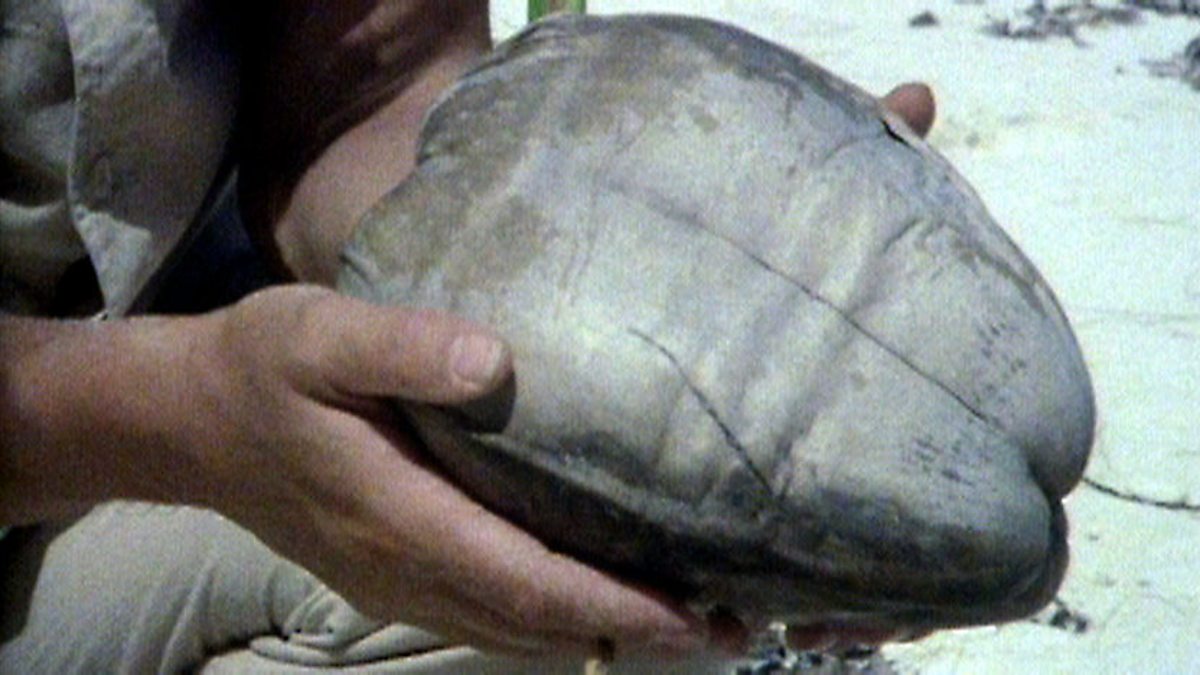 BBC Two - The Living Planet, Worlds Apart, Ocean Drifters