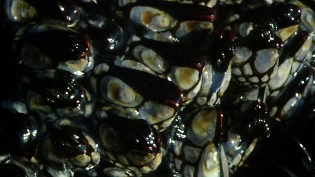 BBC Two - The Living Planet, The Margins of the Land, Mussel beach