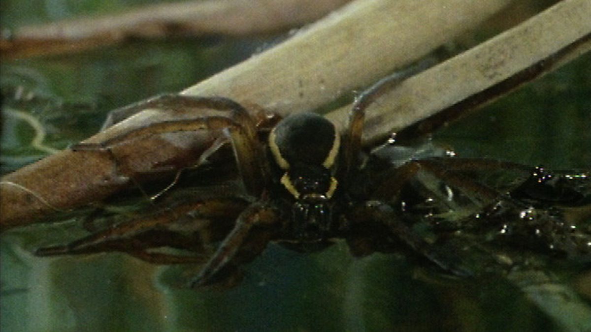 BBC Two - The Living Planet, Sweet Fresh Water, Fishing spider