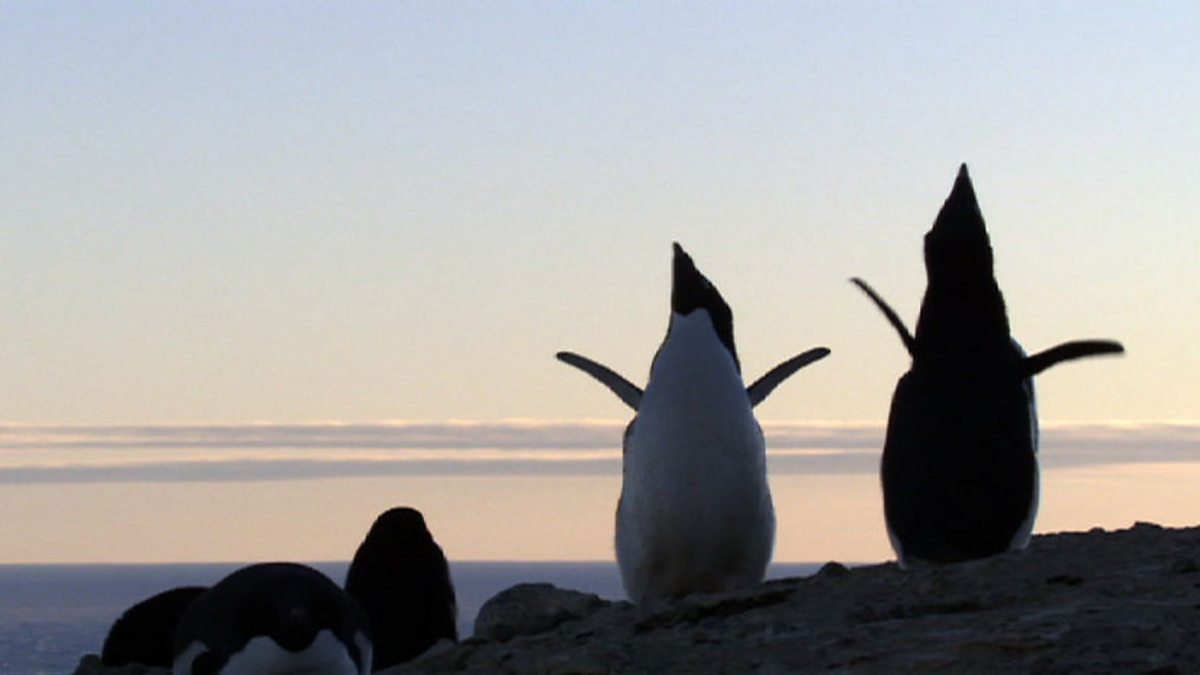 BBC One - Frozen Planet, Spring, Adelie courtship