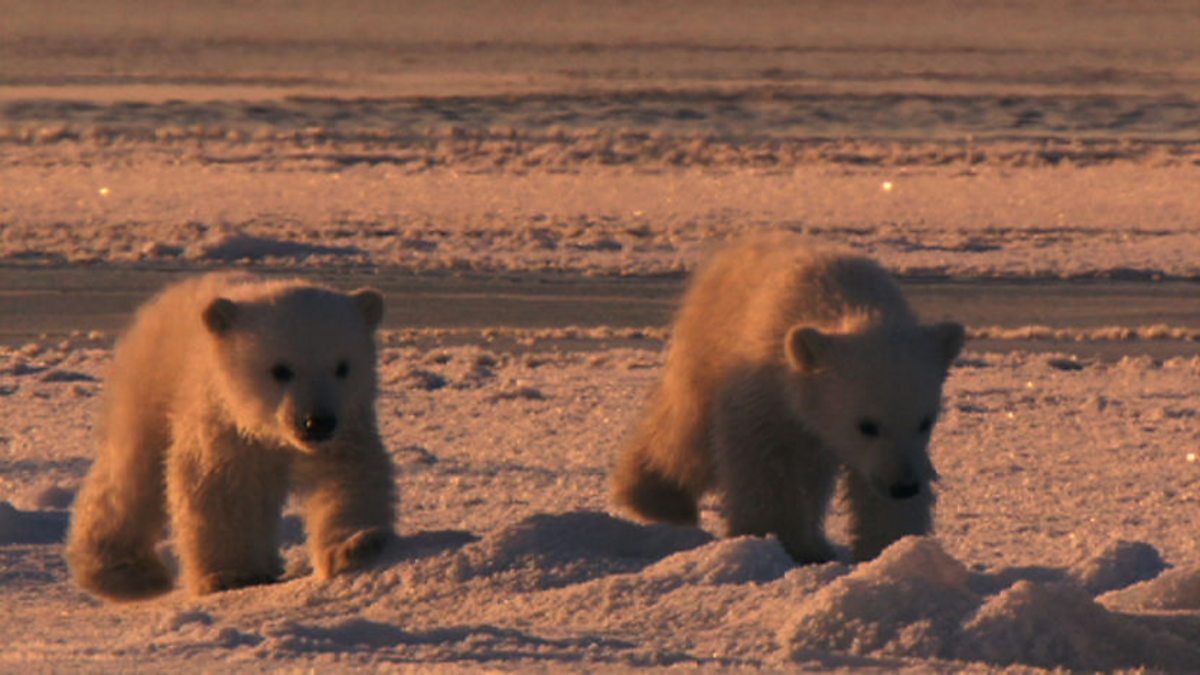 BBC One - Frozen Planet, Spring, Naughty corner