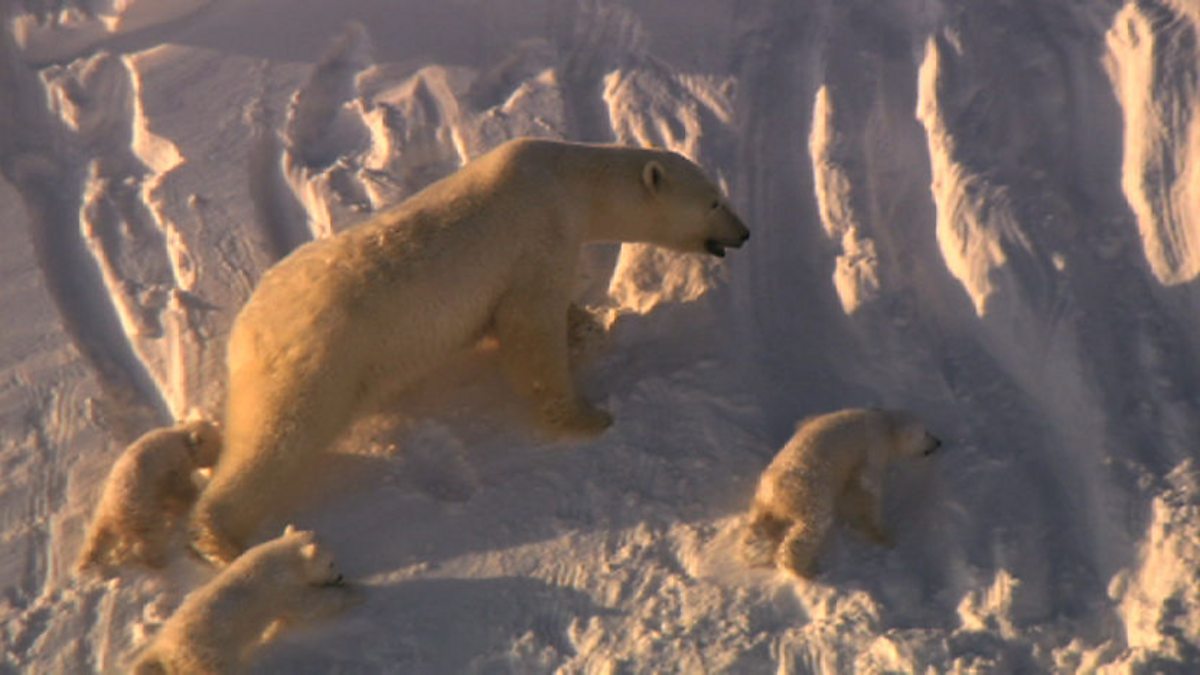 BBC One - Frozen Planet, Spring, New family
