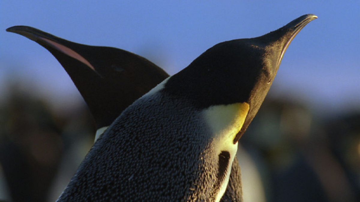 BBC One - Frozen Planet, Autumn, Penguin promenade