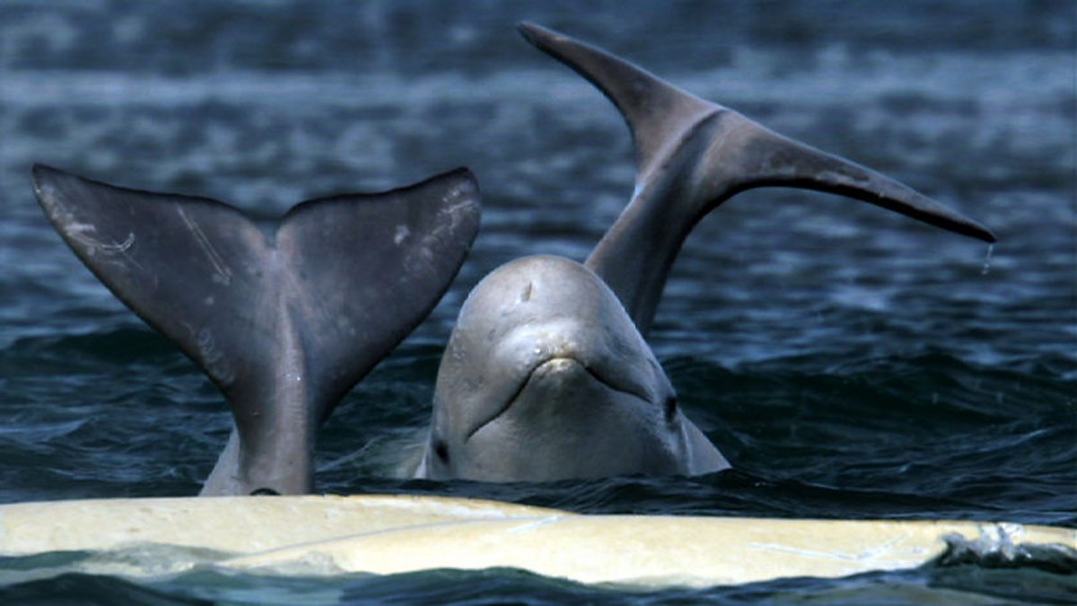 BBC One - Frozen Planet, Autumn, Beluga body scrub