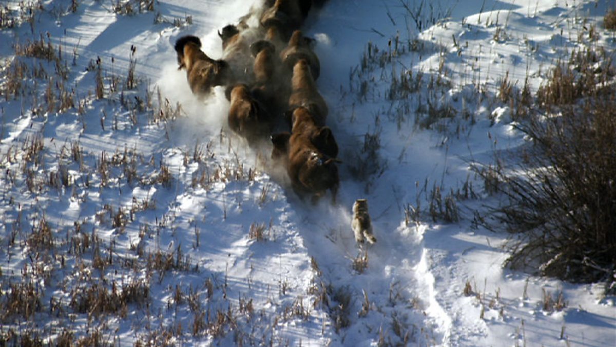 BBC One - Frozen Planet, Winter, Life and death