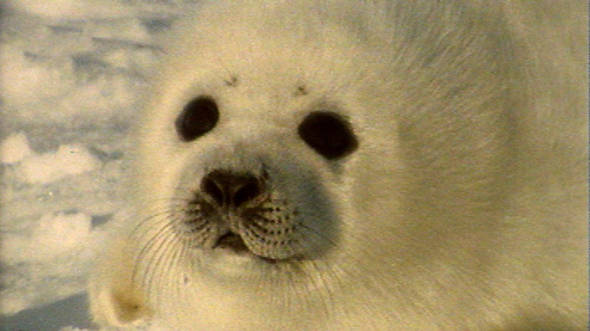 BBC Two - Life on Earth, The Rise of the Mammals, Lucky pups