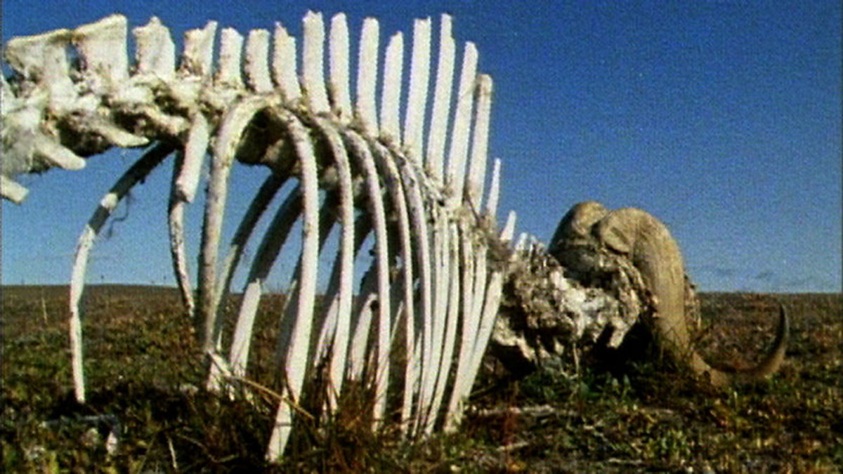 BBC One - Kingdom of the Ice Bear, Kingdom of the Ice Bear: The Final ...