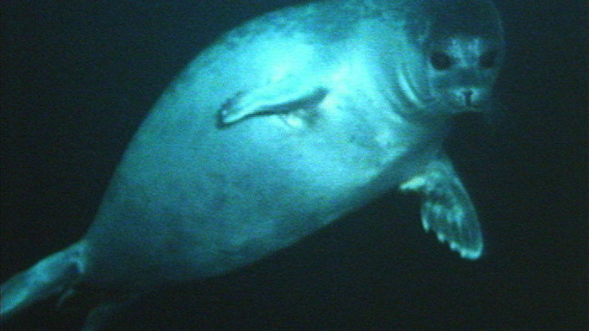 BBC One - Kingdom of the Ice Bear, The Frozen Ocean, Breathing space