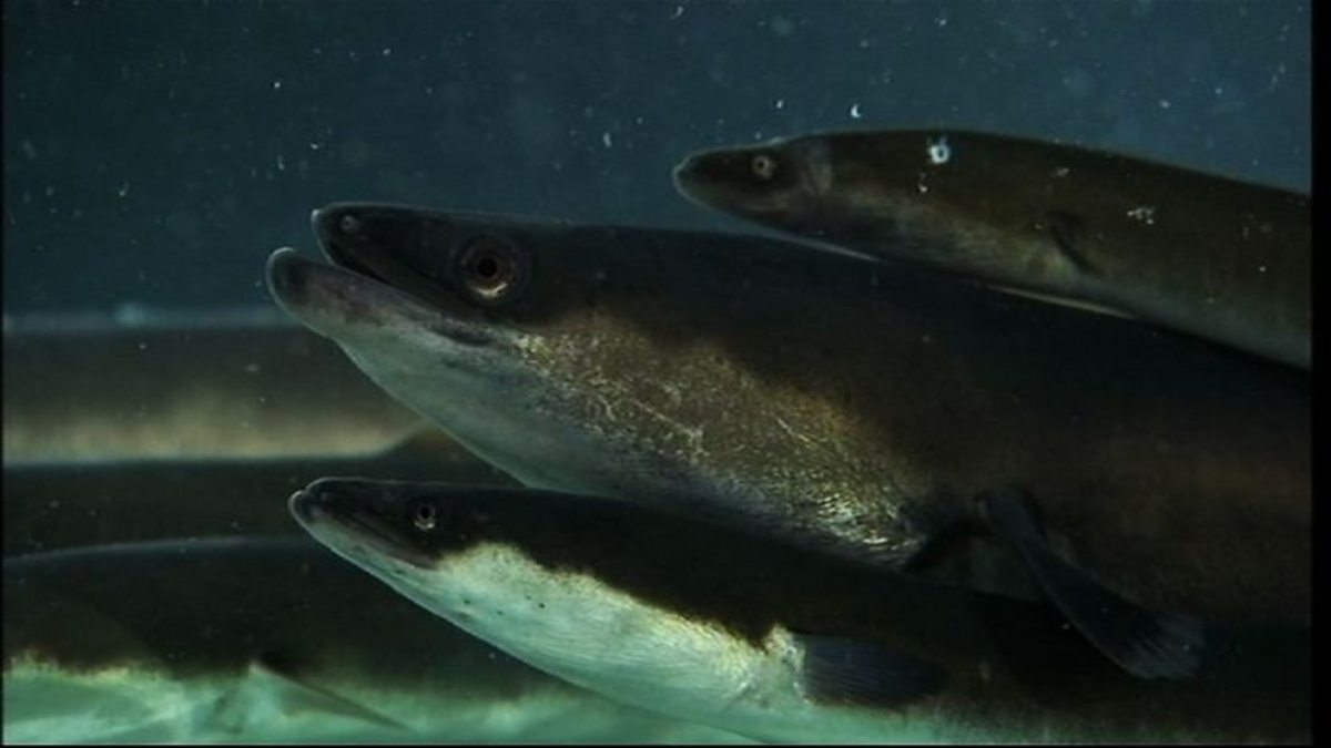 BBC Two - Autumnwatch, Live 2011, Episode 4, Migrating eels