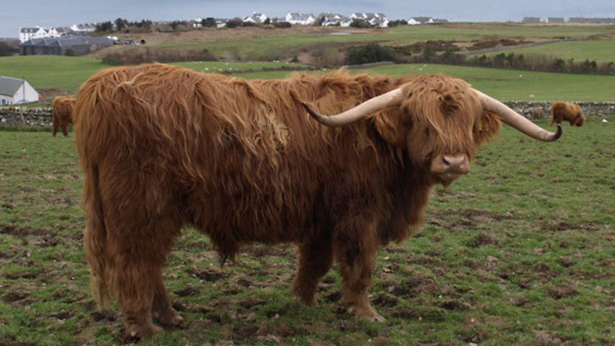 BBC ALBA - Am Boireannach a Dh'ith Bo, Coinnich ris an tè-ealain a tha ...