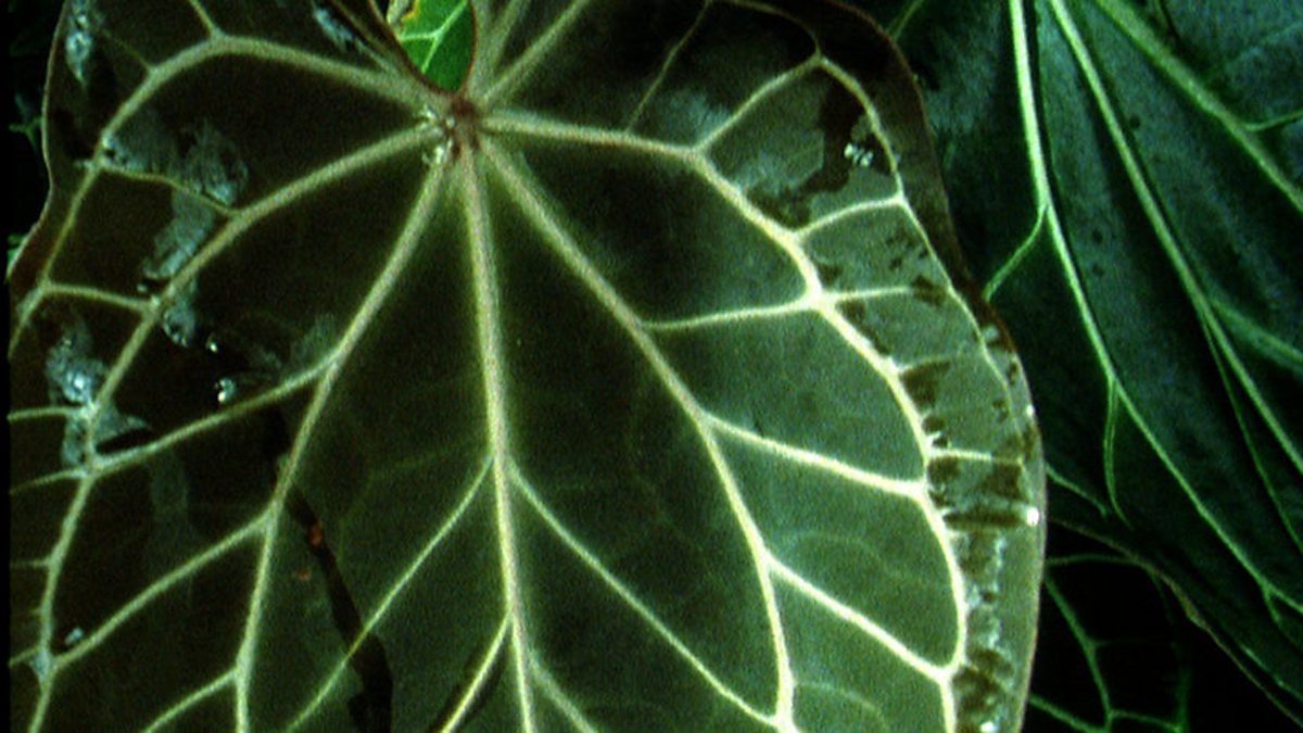 BBC Two - The Private Life of Plants, Growing, Photosynthesis at work