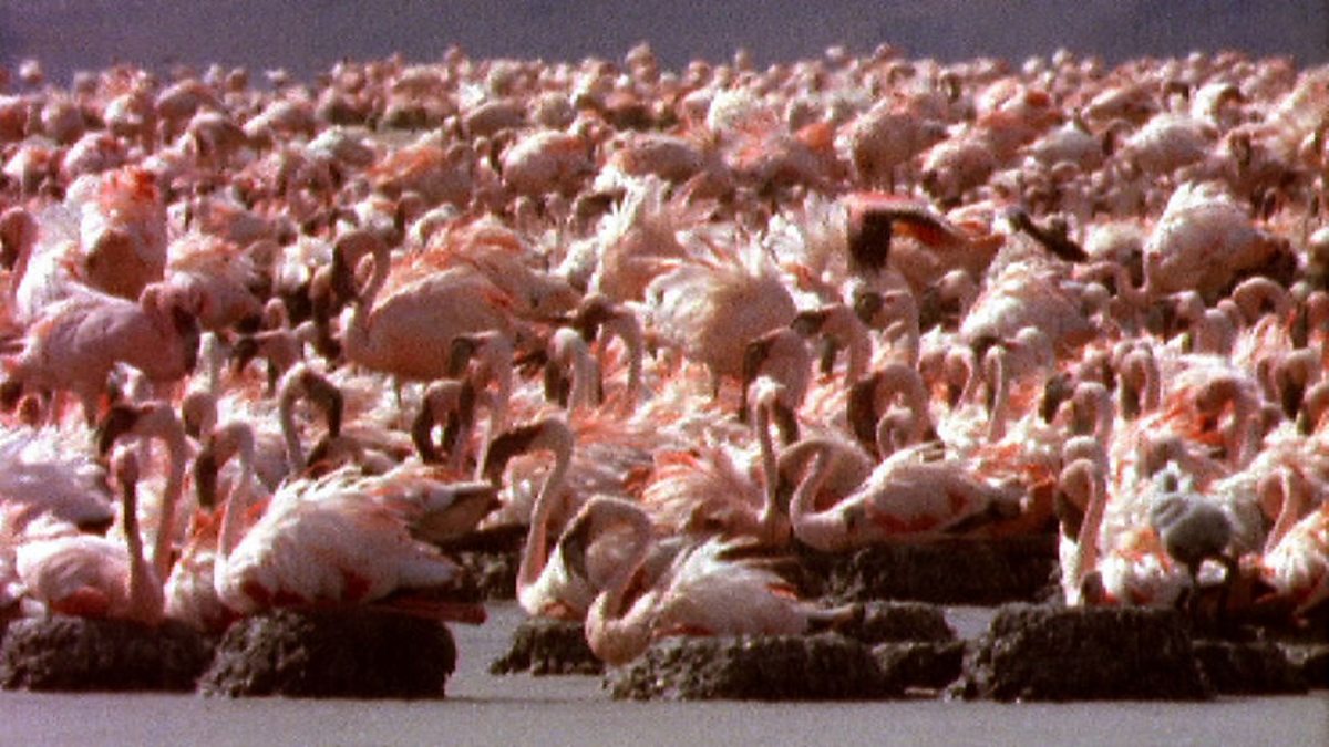 BBC Four - The Life of Birds, The Limits of Endurance, Egg-laying extremes