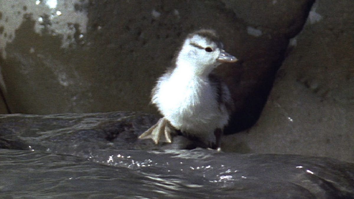 BBC Four - The Life of Birds, The Problem of Parenthood, Plucky ducklings