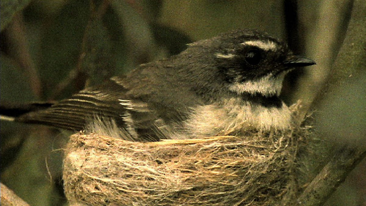 BBC Four - The Life of Birds, The Demands of the Egg, Alien eggs