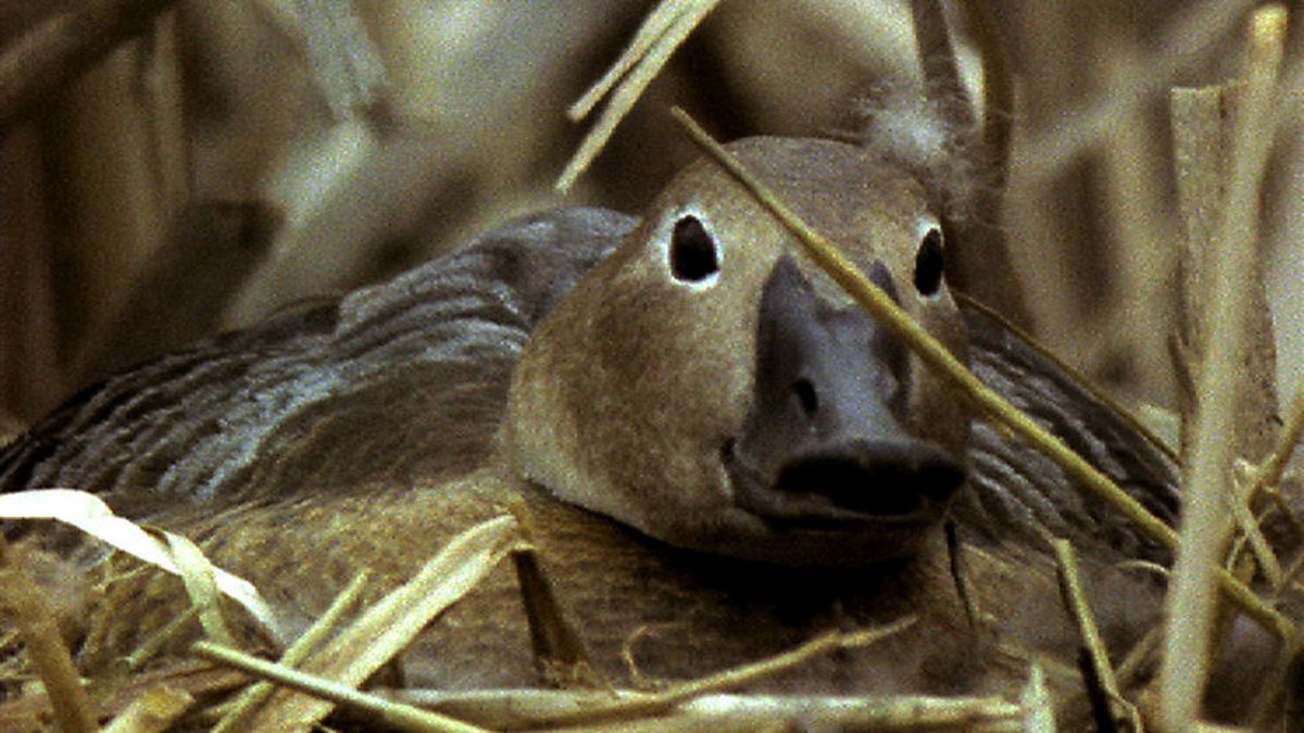 BBC Four - The Life of Birds, The Demands of the Egg, Egg dumping