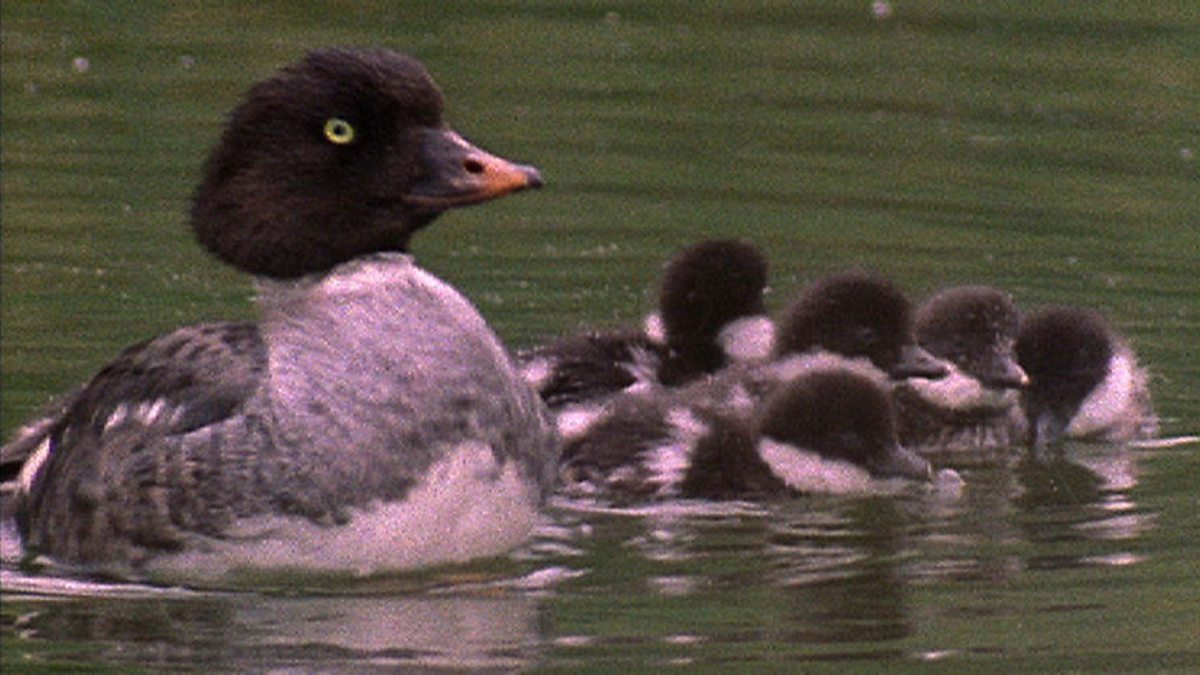 BBC Four - The Life of Birds, The Problem of Parenthood, Duck fight
