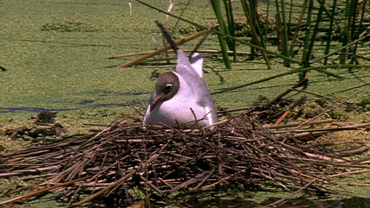 BBC Four - The Life of Birds, The Problem of Parenthood, Duckling ...