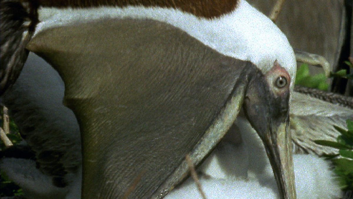 BBC Four - The Life of Birds, The Problem of Parenthood, Sibling rivalry