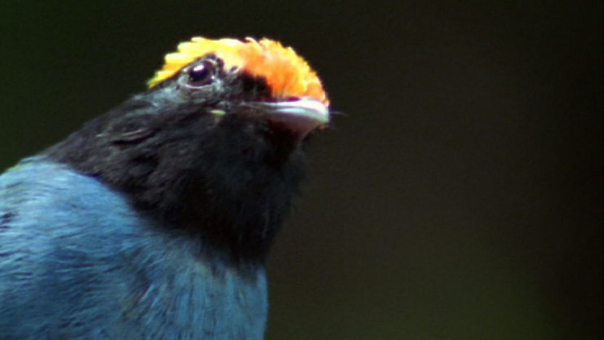 BBC Four - The Life of Birds, Finding Partners, Impressive team effort