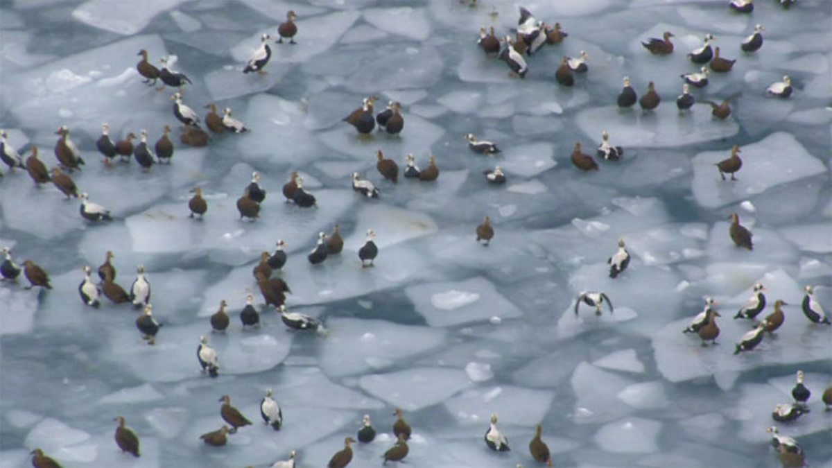 BBC One - Frozen Planet, Winter, Frozen Planet’s first shoot