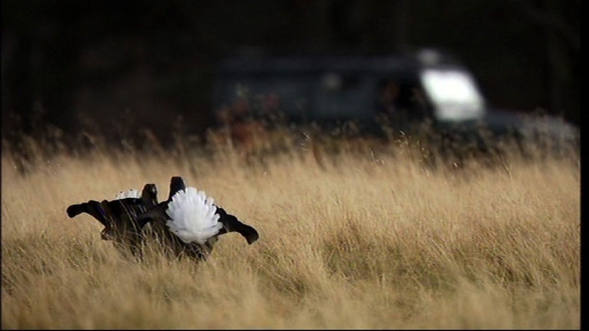 BBC Two - Autumnwatch, Live 2011, Episode 8, Autumn grouse lek