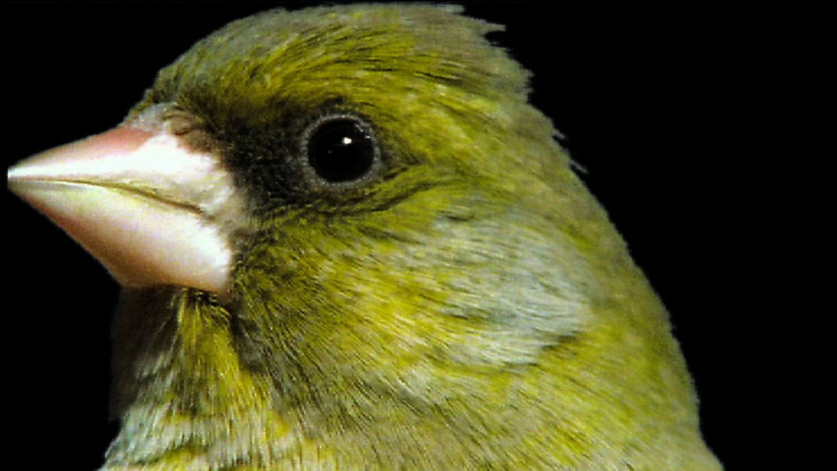 BBC Four - The Life of Birds, Signals and Songs, Purposeful plumage