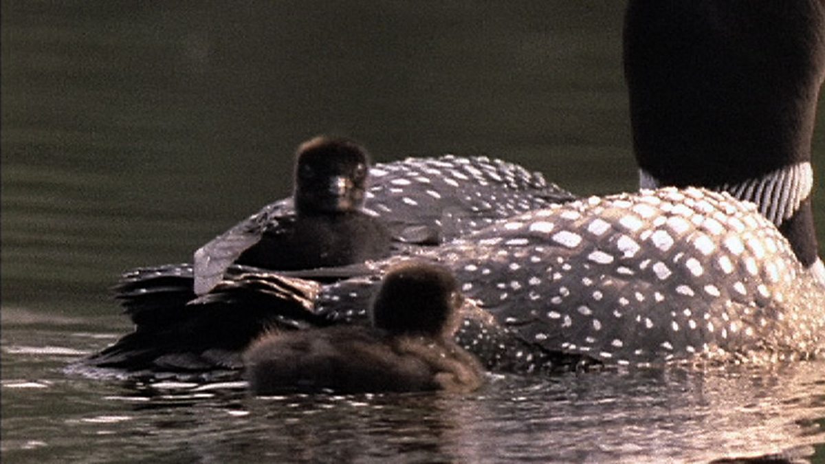 BBC Four - The Life of Birds, Fishing for a Living, Taxi and takeaway